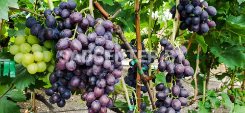 Виноград 'Кишмиш Брависсимо'